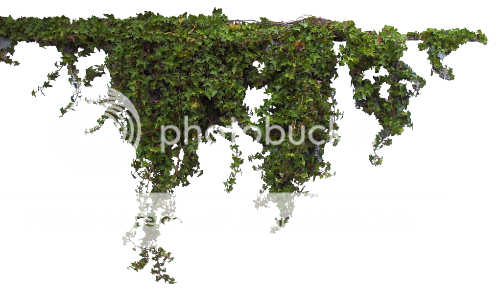 vines-plants-png-12.png Photo by STACIA_GIRL_2009 | Photobucket